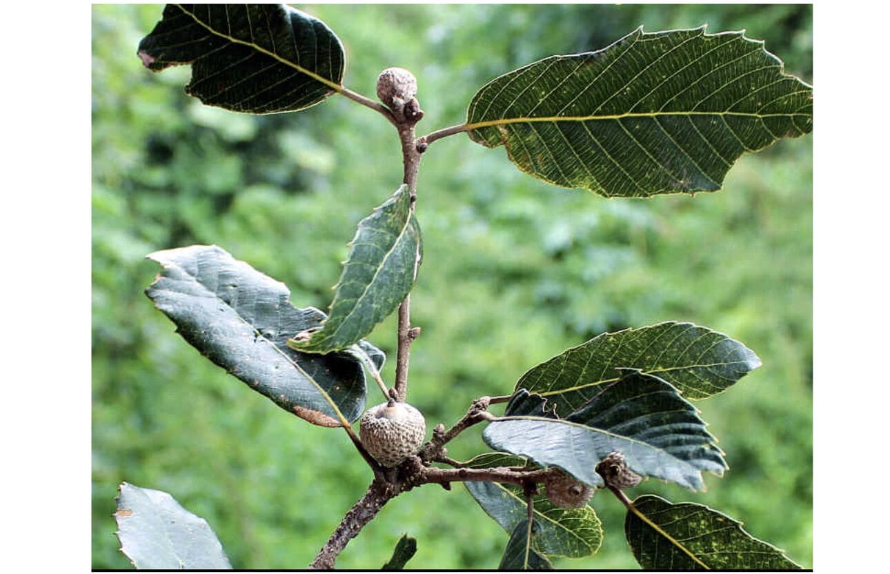 Oak Trees & Himalayan Ecology - Anantam IAS