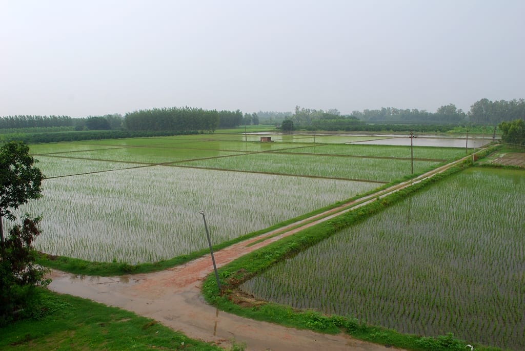 Kharif Crops: List, Season, Examples & Comparison with Rabi - Anantam IAS