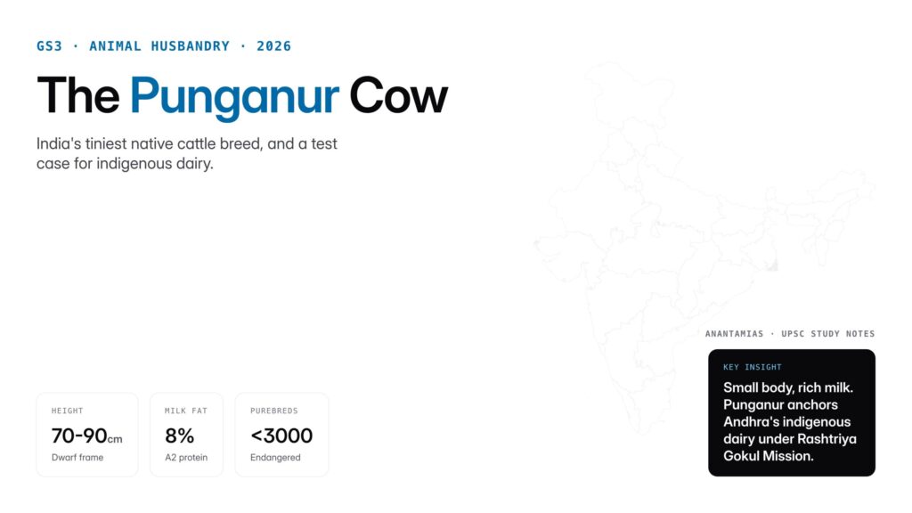 Punganur Cow: Characteristics, Conservation and Indigenous Cattle ...