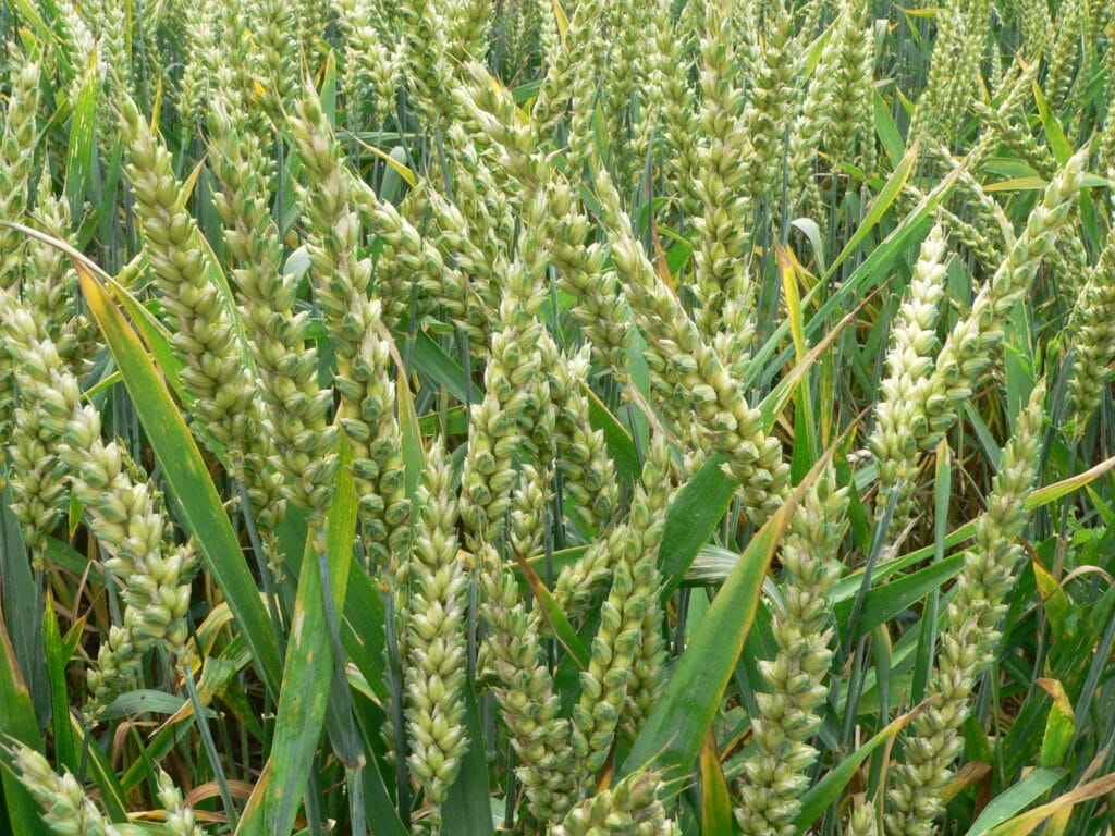 Rabi Crops: List, Season, Examples & Comparison with Kharif - Anantam IAS