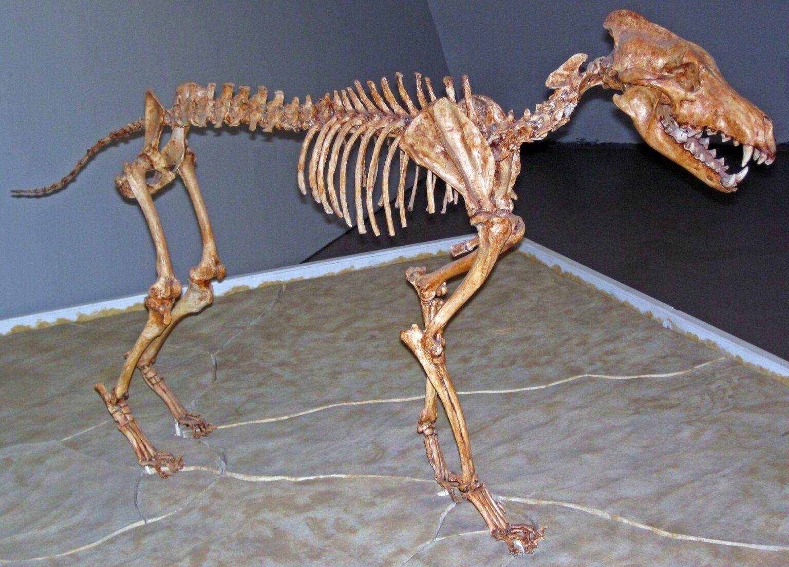 Dire Wolf De-Extinction: Colossal's Announcement, Science and Ethical ...