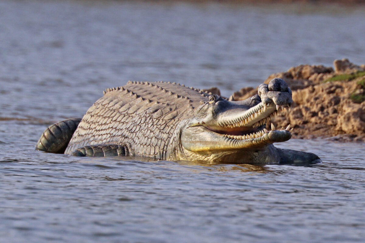 Gharial (Ghadiyal): Habitat, Conservation Status and Breeding Programme ...