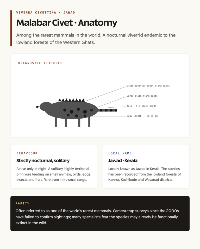 Endemic Species in India: Meaning, Examples & Conservation - Anantam IAS