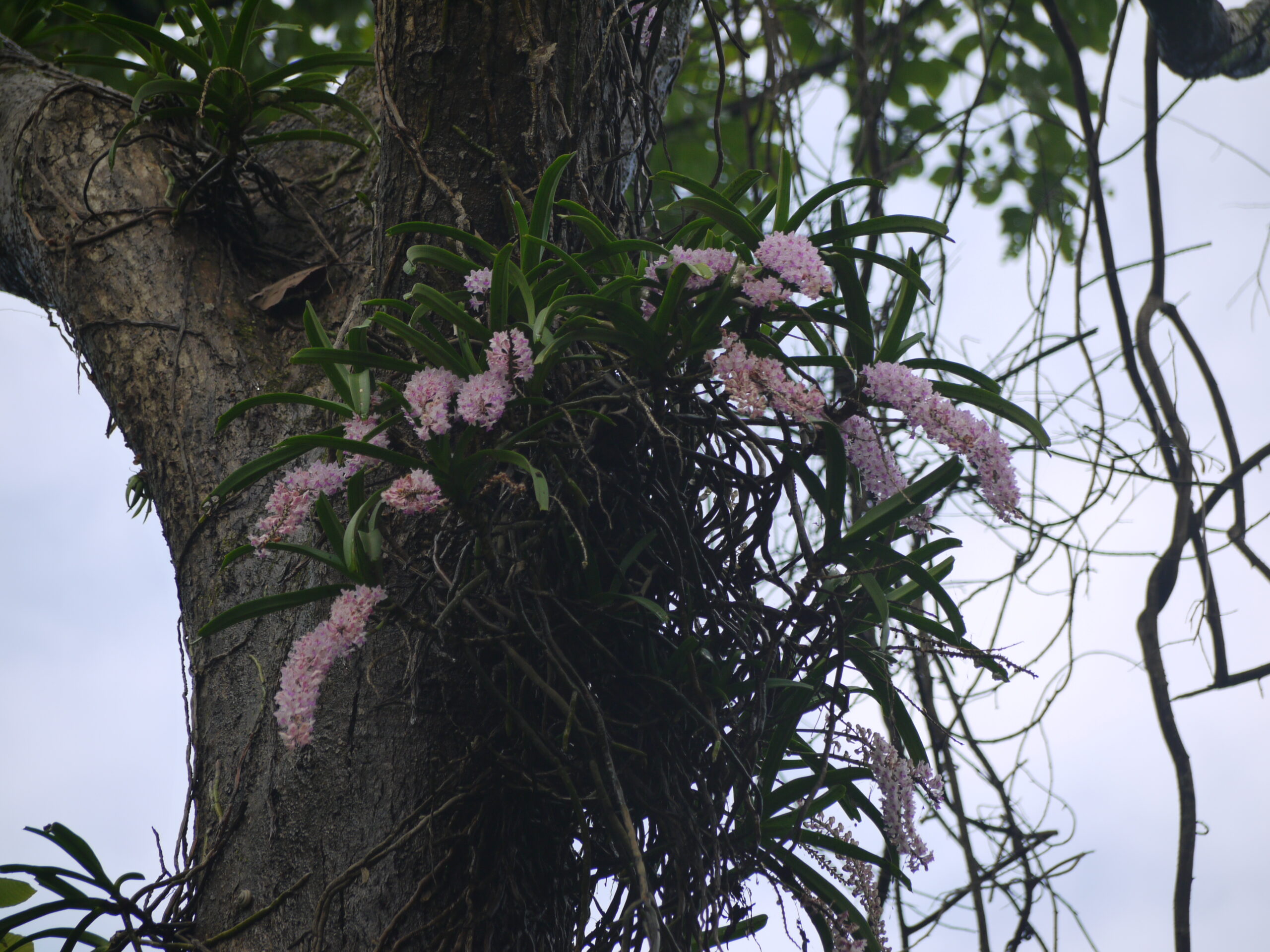 Rhynchostylis retusa: Foxtail Orchid — State Flower of Assam and ...