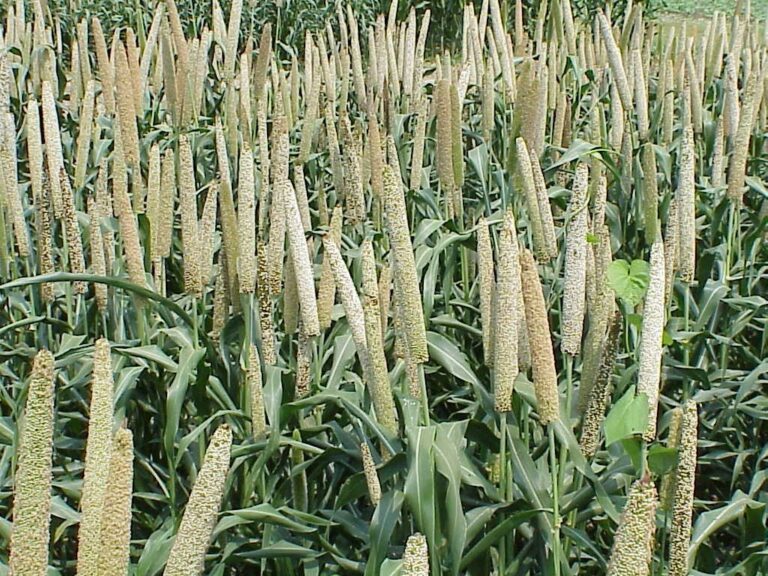 Deficit Monsoon: Why Bajra Is Emerging as the Kharif Crop of Choice ...